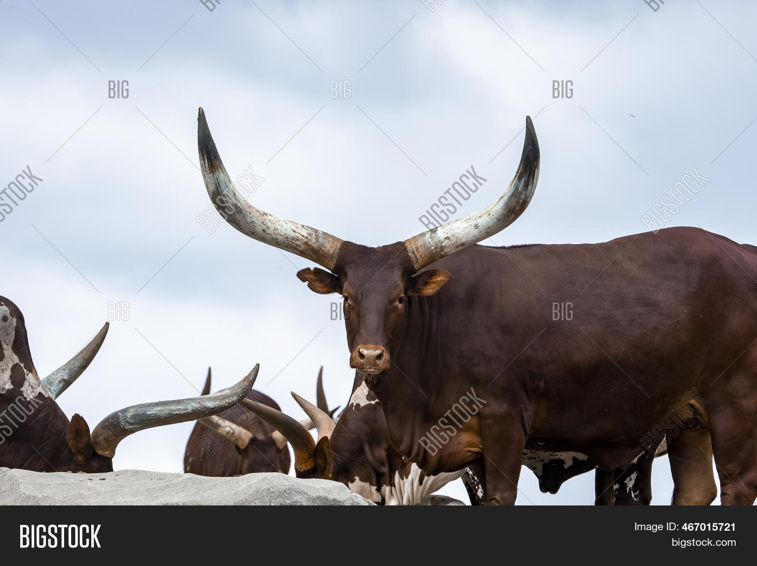 Brown Ox Big Horns San Image & Photo (Free Trial) | Bigstock