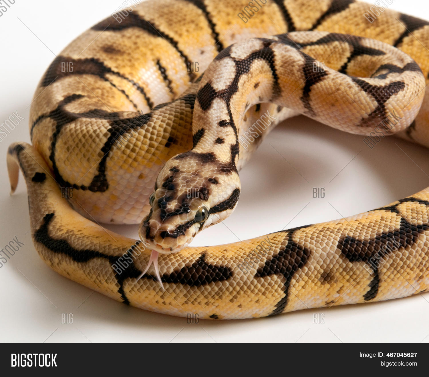 Bumble Bee Ball Python Image & Photo (Free Trial) | Bigstock