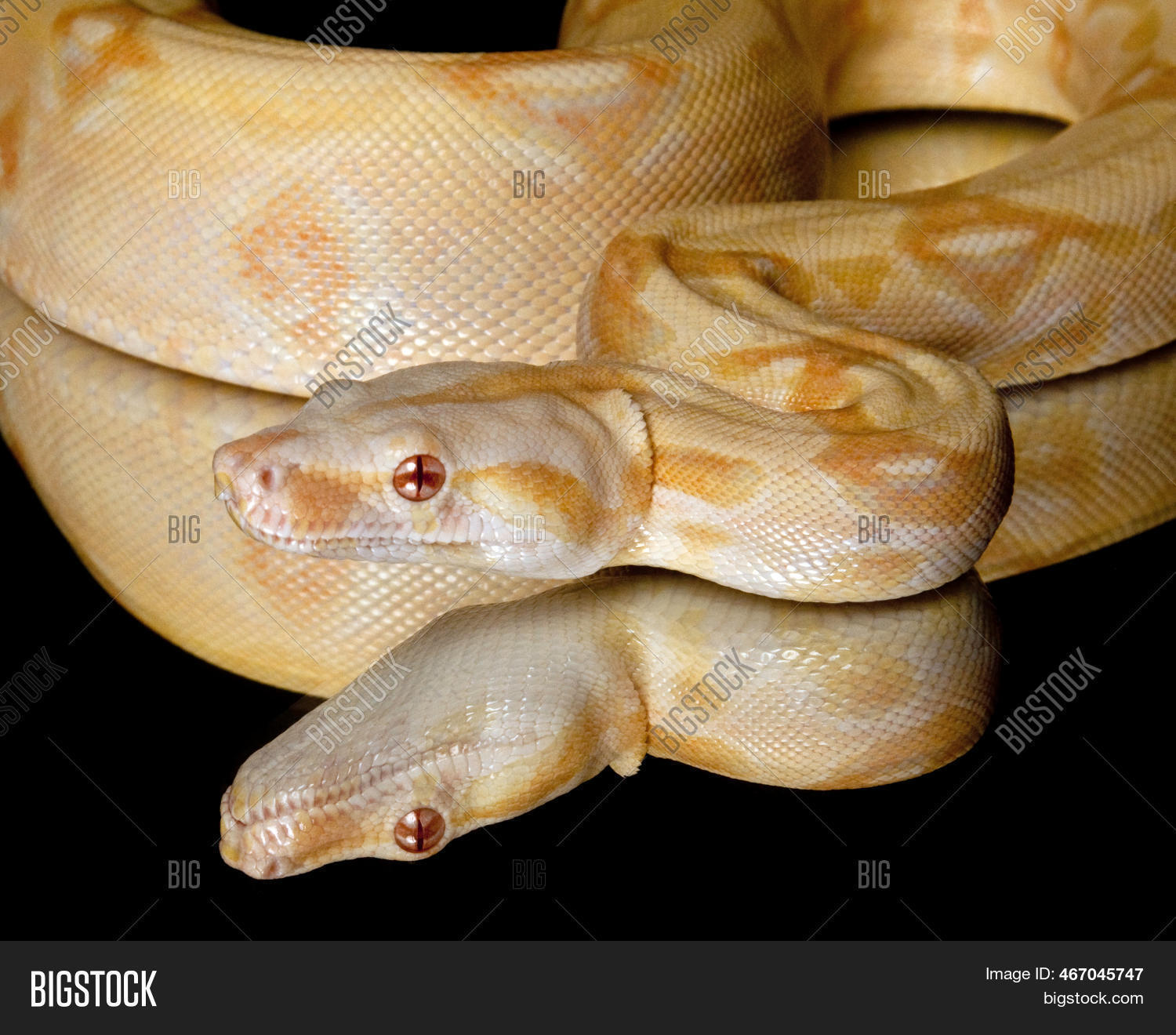 Closeup Reflection Image & Photo (Free Trial) | Bigstock