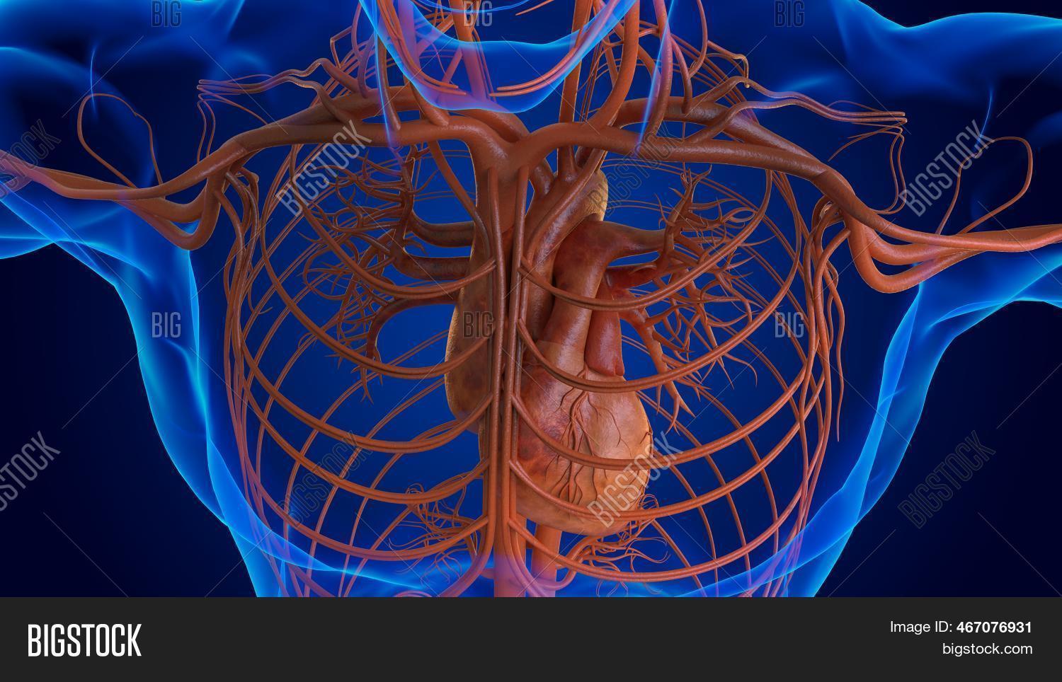 Human Heart Damaged Image & Photo (Free Trial) | Bigstock