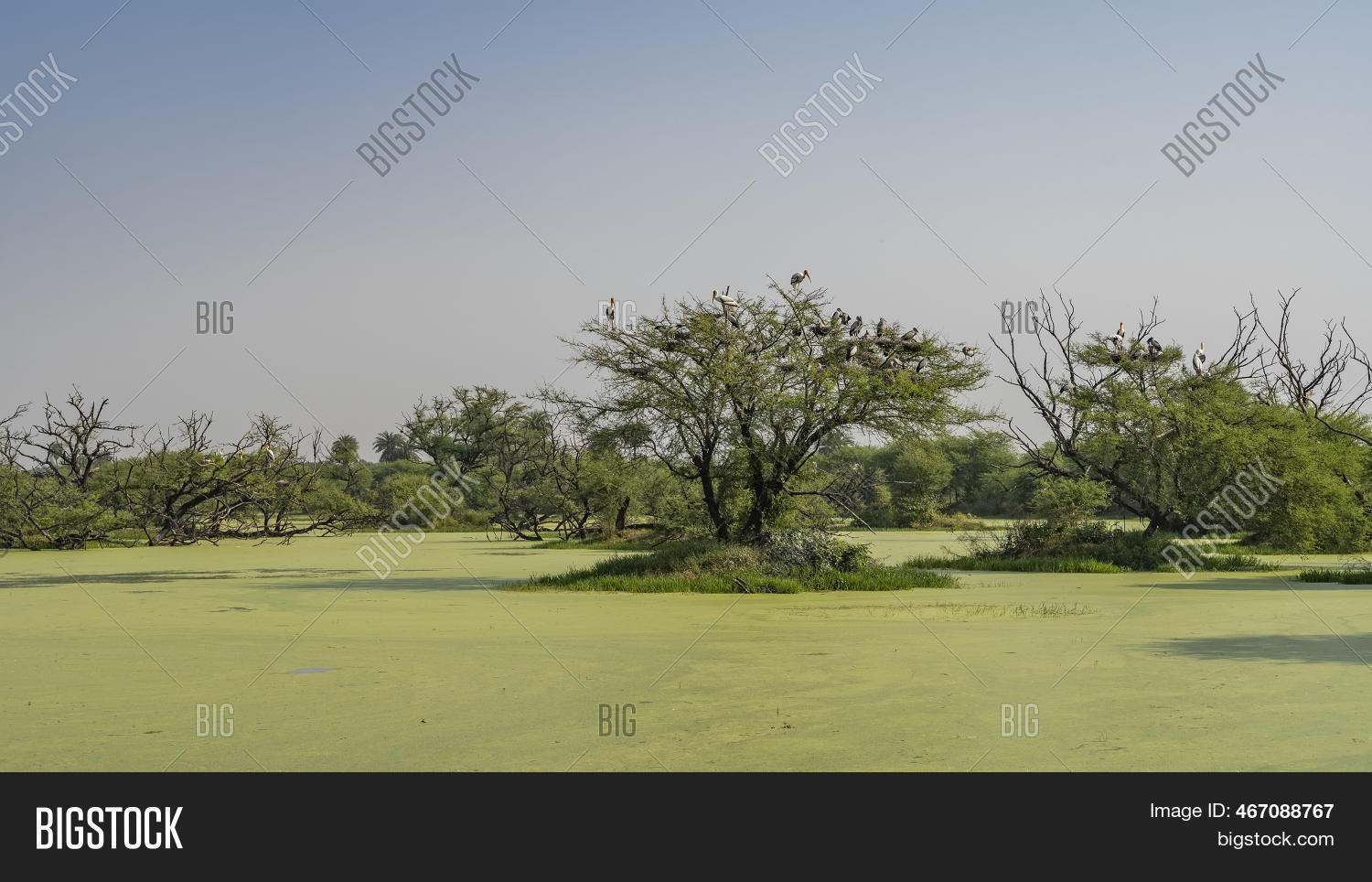Surface Water Swampy Image & Photo (Free Trial) | Bigstock