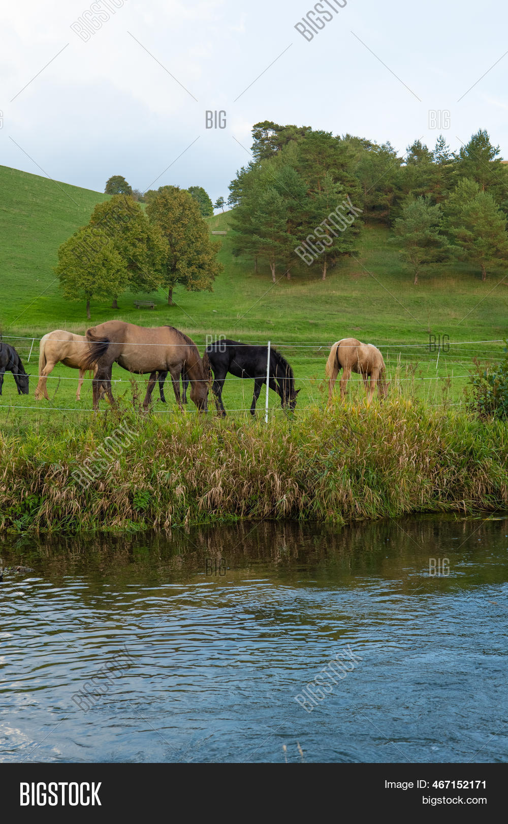 Horses Fenced Paddock Image & Photo (Free Trial) | Bigstock