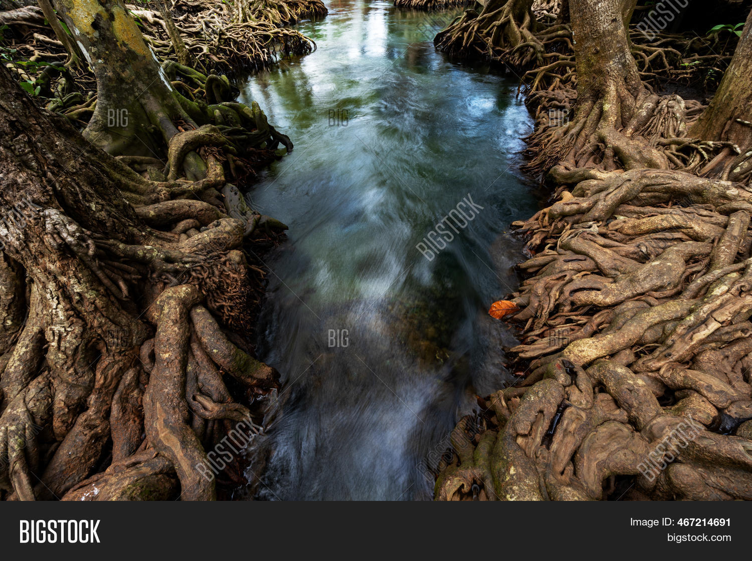 Amazing Tree Roots Image & Photo (Free Trial) | Bigstock