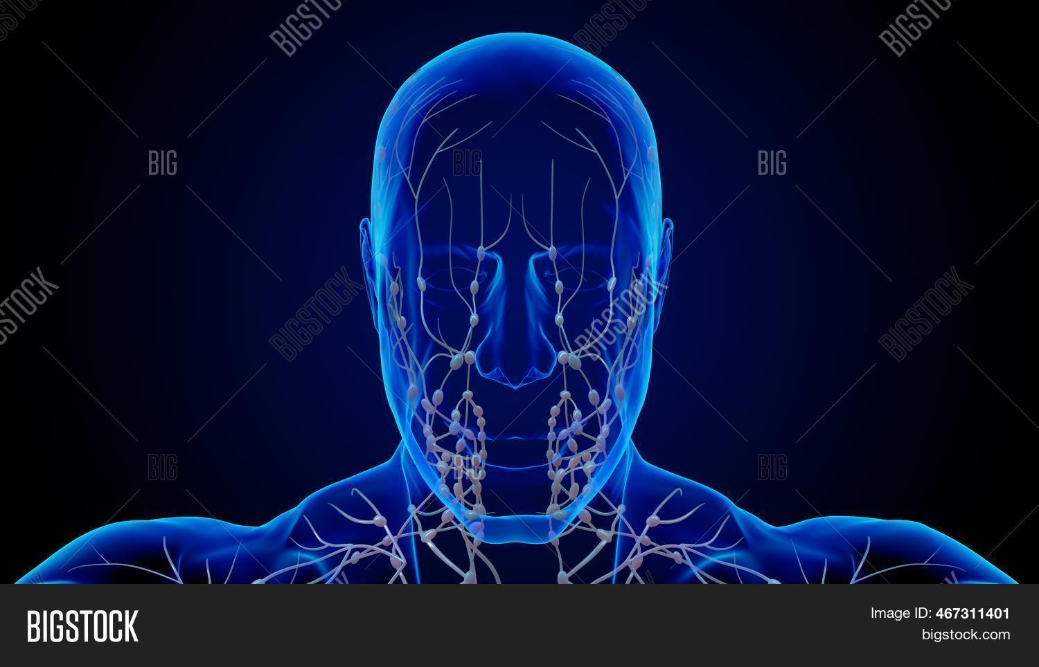 Human Lymph Nodes Image & Photo (Free Trial) | Bigstock