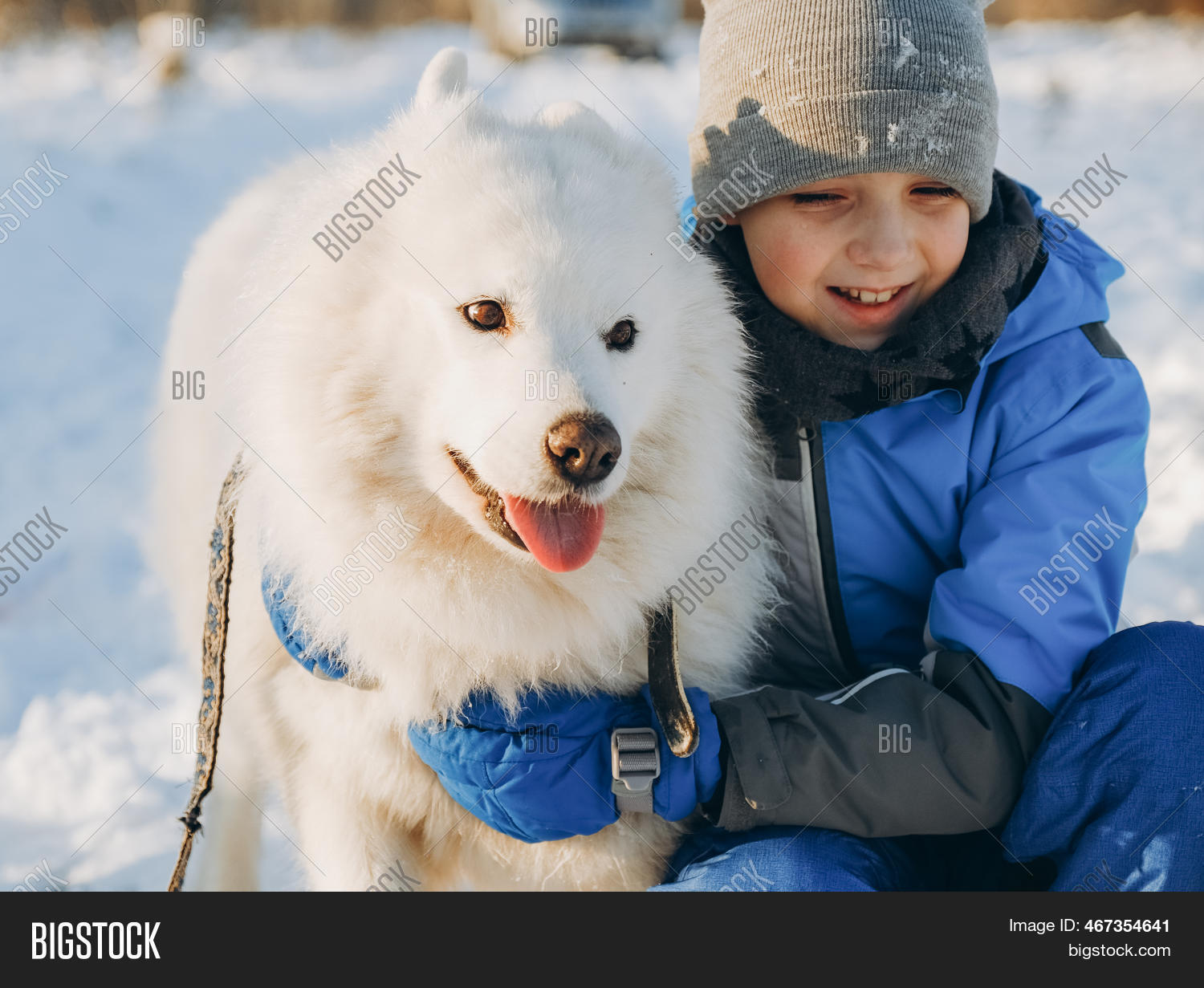 Boy Walks His Samoyed Image & Photo (Free Trial) | Bigstock