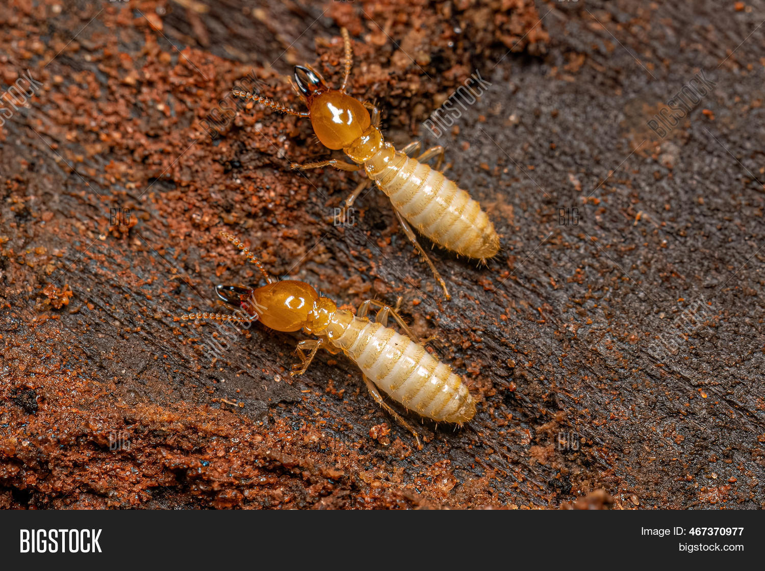 Small Typical Termite Image & Photo (Free Trial) | Bigstock