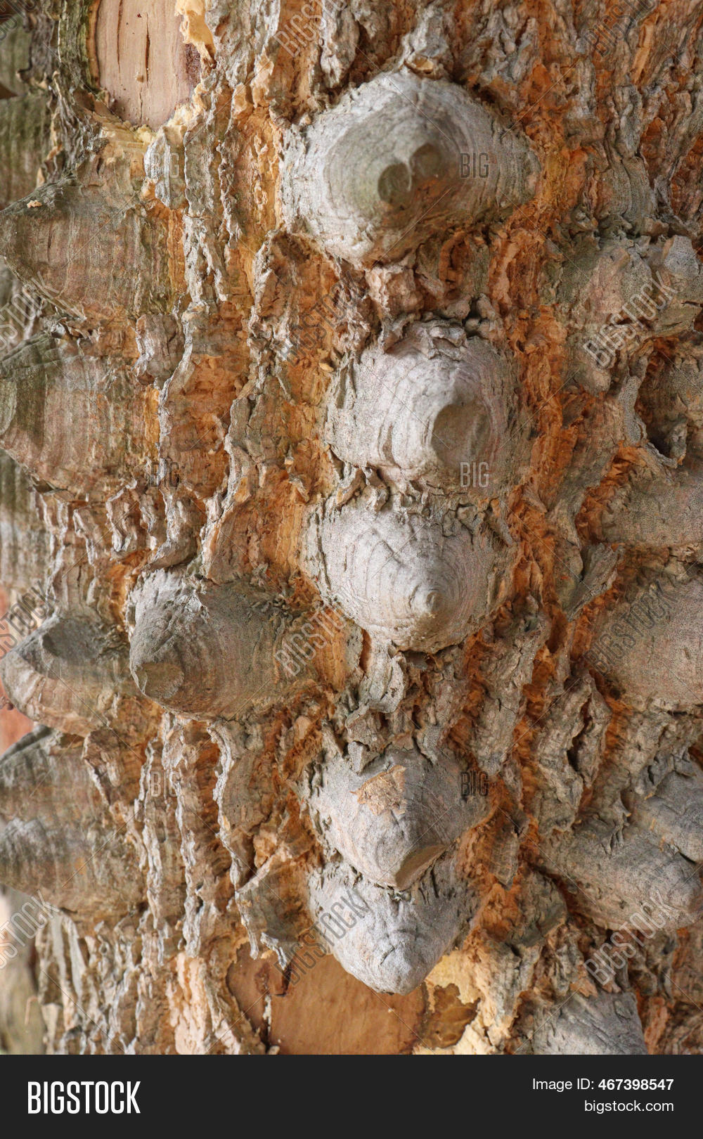 Thorn Texture Image & Photo (Free Trial) | Bigstock