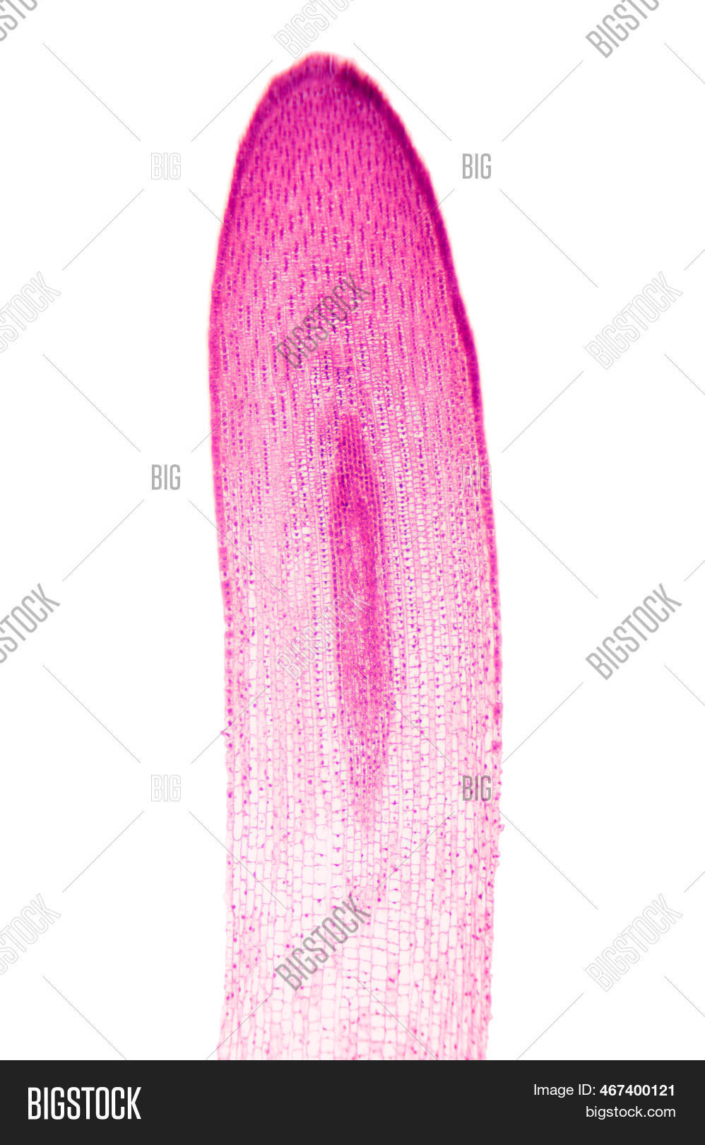 Zea Root Tip, Under Image & Photo (Free Trial) | Bigstock