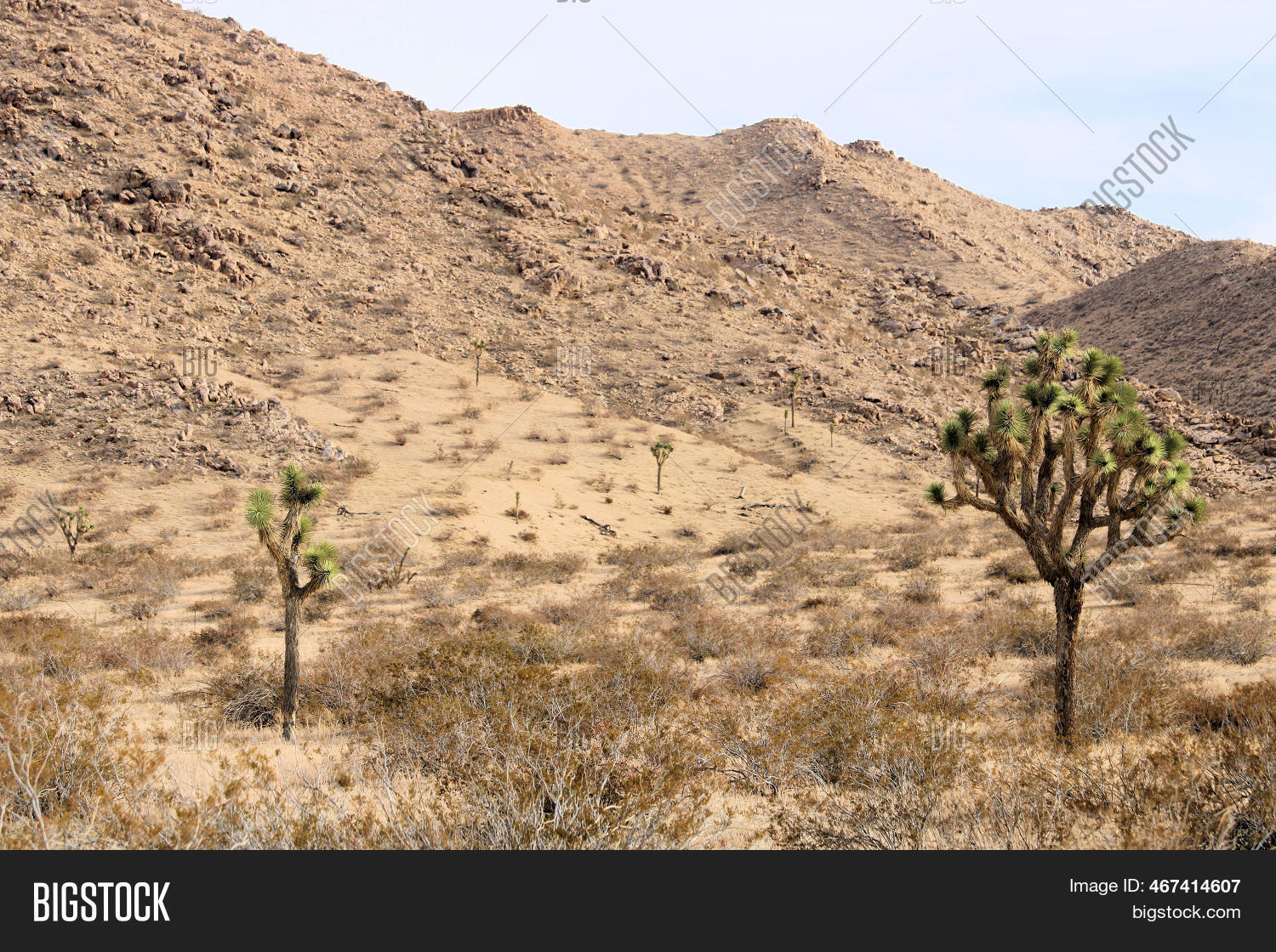 Joshua Trees Creosote Image & Photo (Free Trial) | Bigstock