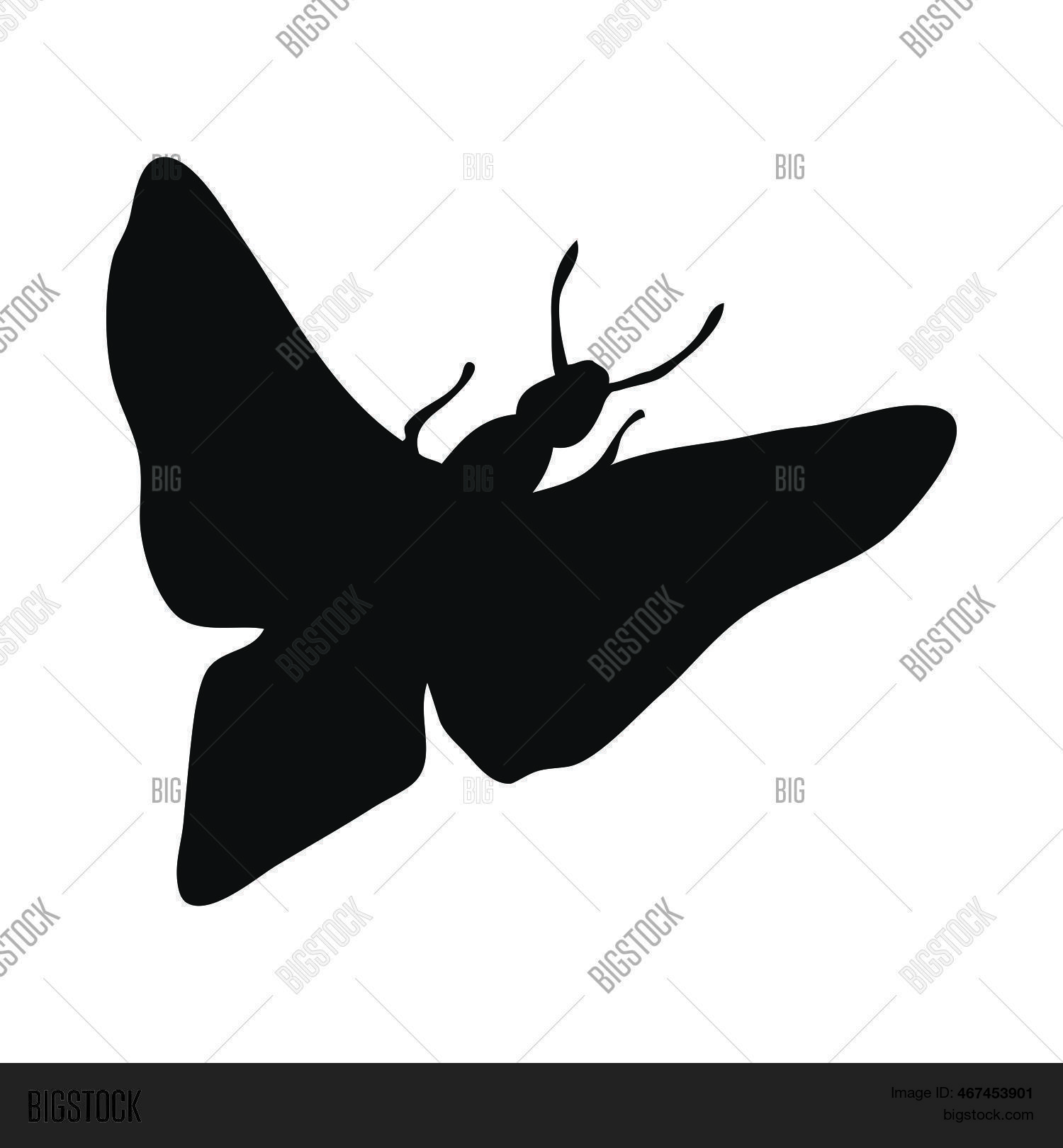 Silhouette Moth. Moth Vector & Photo (Free Trial) | Bigstock