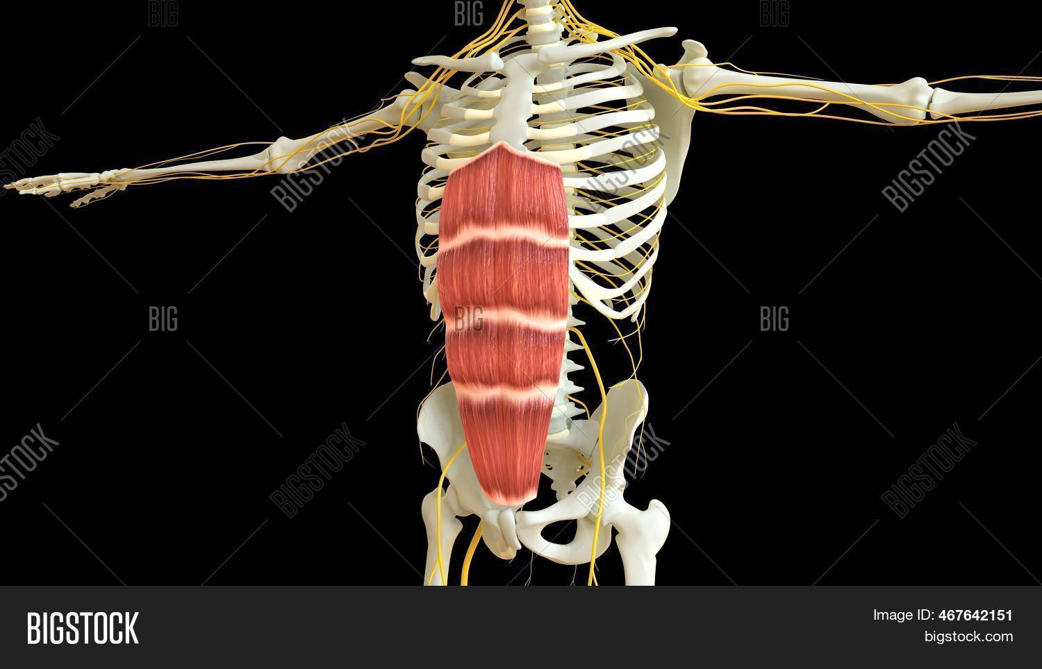 Rectus Abdominis Image & Photo (Free Trial) | Bigstock