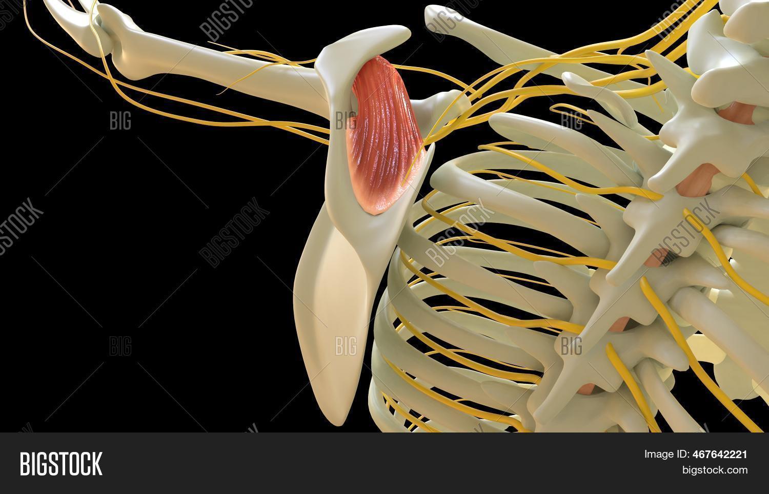 Supraspinatus Muscle Image & Photo (Free Trial) | Bigstock