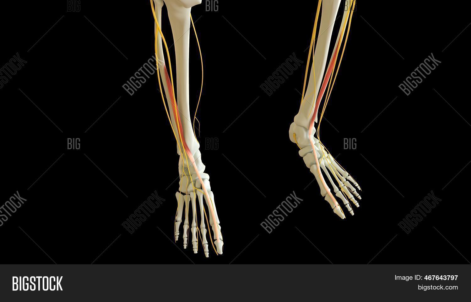 Extensor Hallucis Image & Photo (Free Trial) | Bigstock