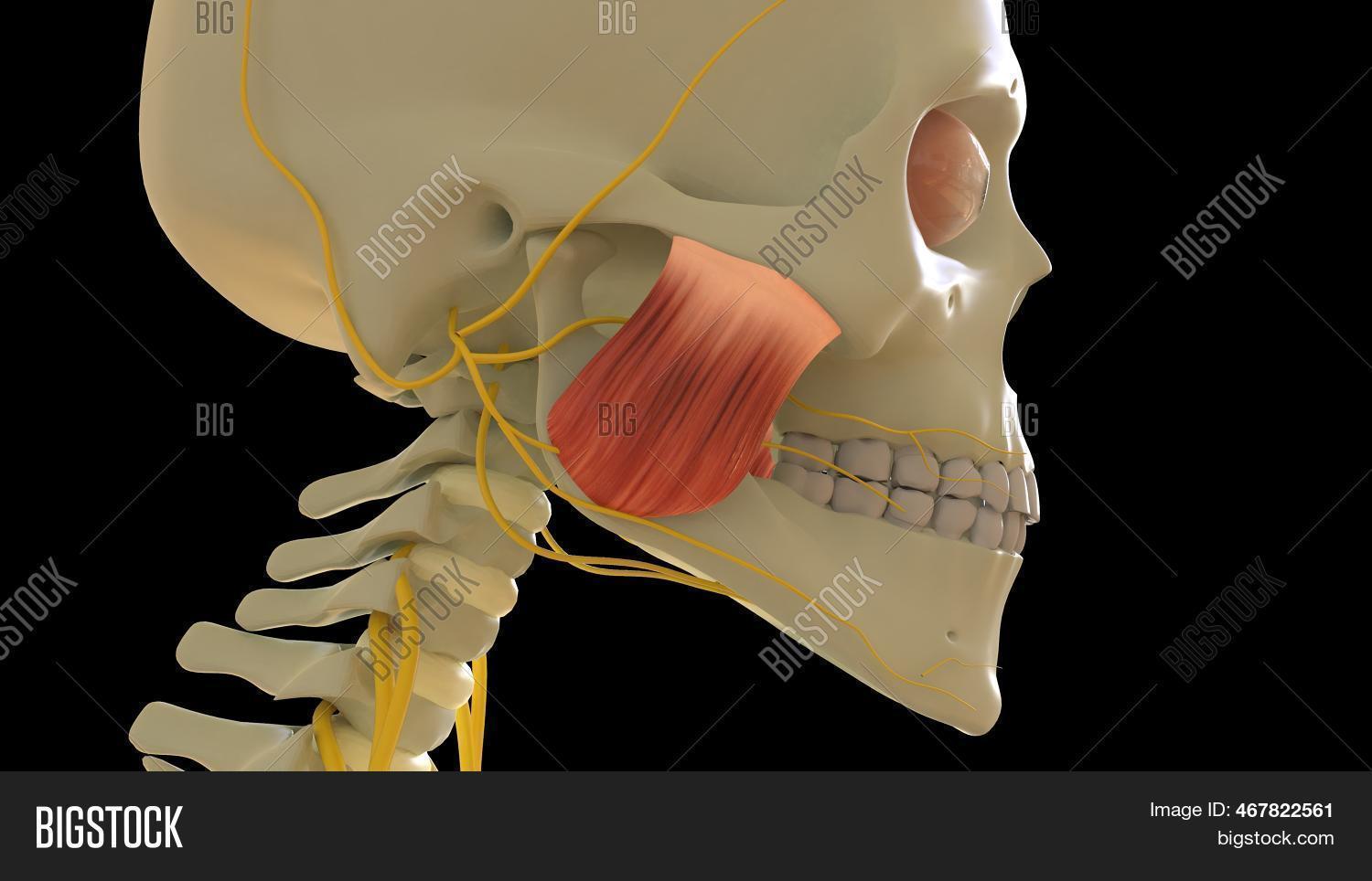 Masseter Superficial Image & Photo (Free Trial) | Bigstock