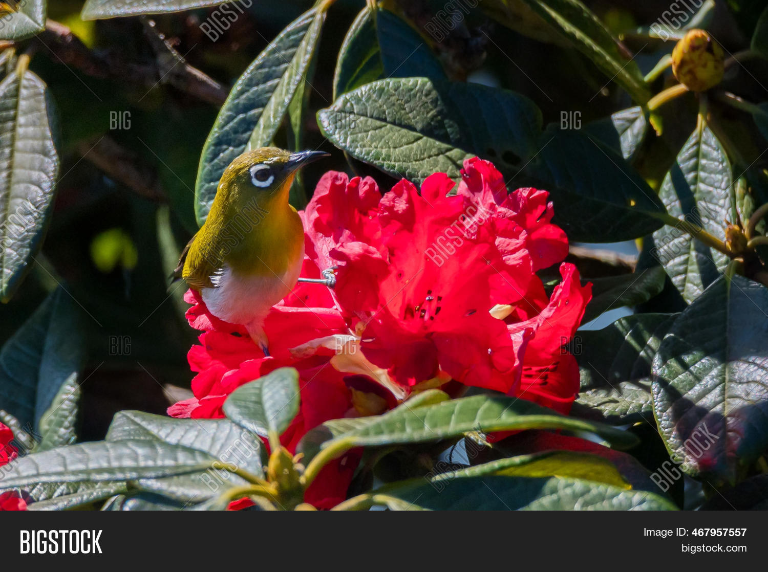 Sri Lankan White-eye Image & Photo (Free Trial) | Bigstock