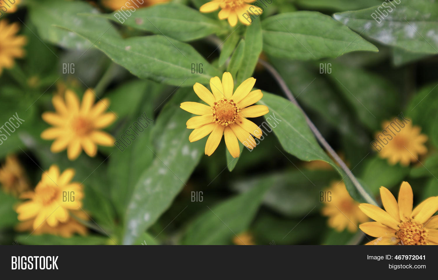 Melampodium Plant Image & Photo (Free Trial) | Bigstock