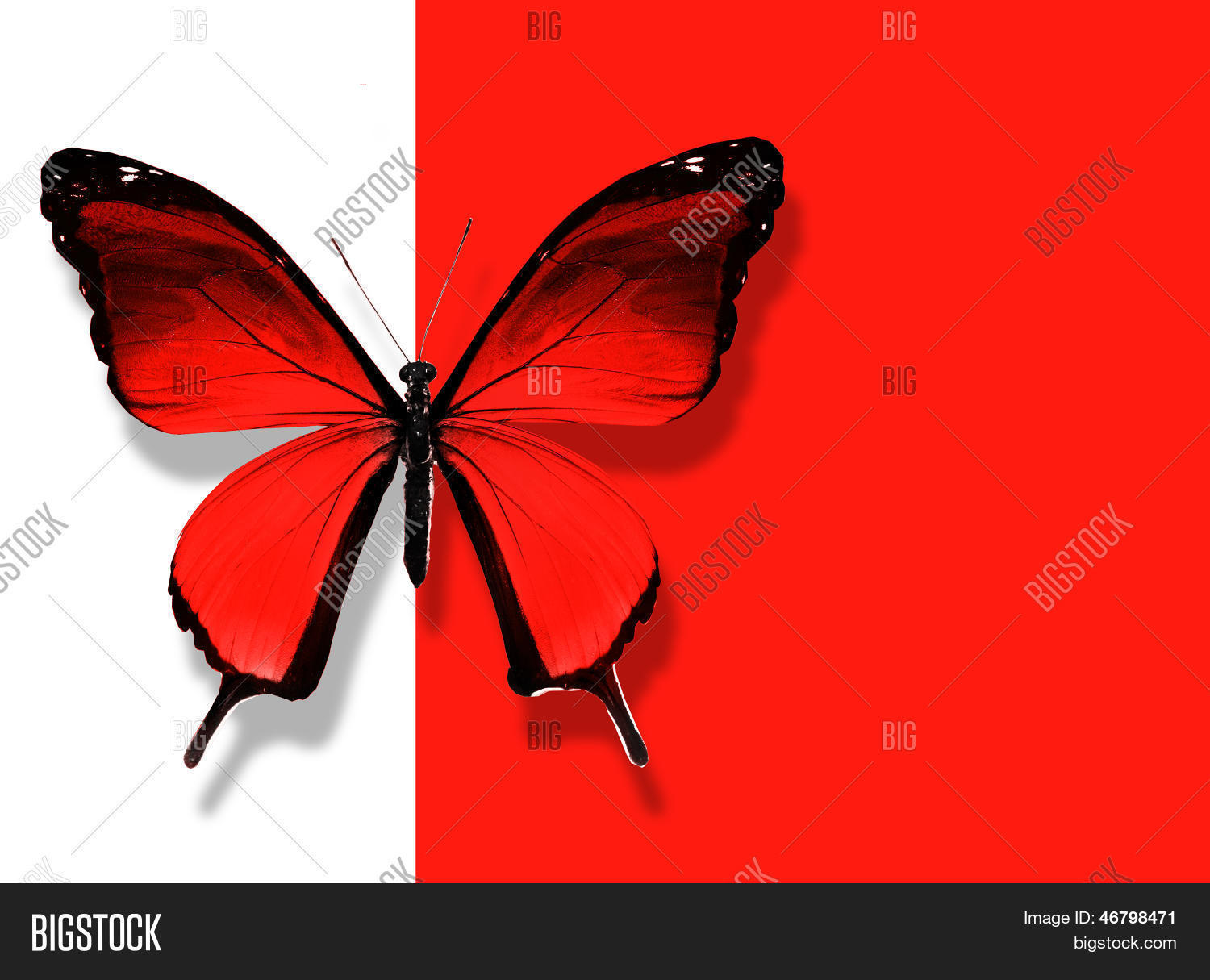 Red Butterfly Flying Image & Photo (Free Trial) | Bigstock