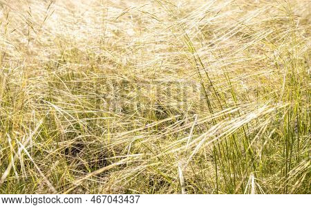 Wispy Green Grasses Image & Photo (Free Trial) | Bigstock