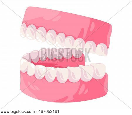 Lower Jaw Mouth Gums Vector & Photo (Free Trial) | Bigstock