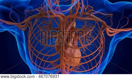 Human Heart Damaged Image & Photo (Free Trial) | Bigstock