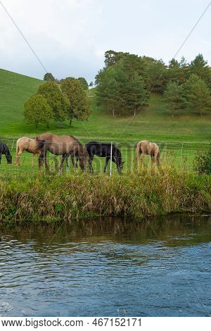 Horses Fenced Paddock Image & Photo (Free Trial) | Bigstock