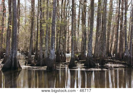 Swamp Scene Image & Photo (Free Trial) | Bigstock