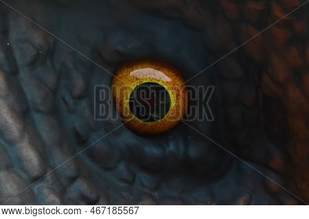 Dinosaur Eye Texture