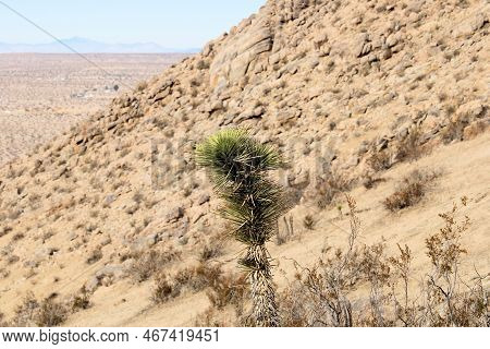Joshua Tree Surrounded Image & Photo (Free Trial) | Bigstock