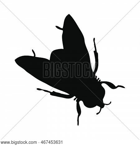 Silhouette Fly. Fly Vector & Photo (Free Trial) | Bigstock