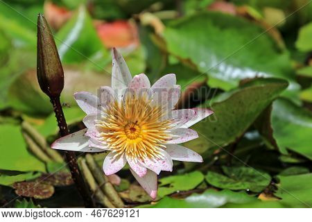 Blooming Lotus Flowers Image & Photo (Free Trial) | Bigstock