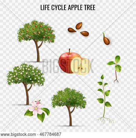 Apple Tree Life Cycle Vector & Photo (Free Trial) | Bigstock