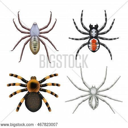 Spiders. Top View Vector & Photo (Free Trial) | Bigstock