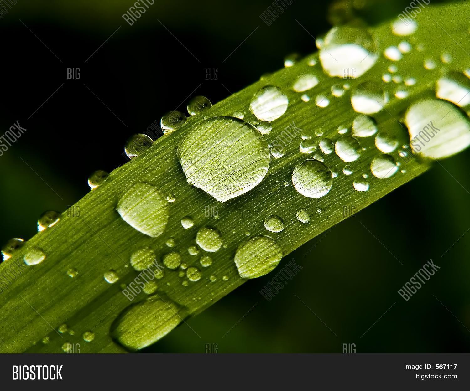 Droplets On Grass Image & Photo (Free Trial) | Bigstock
