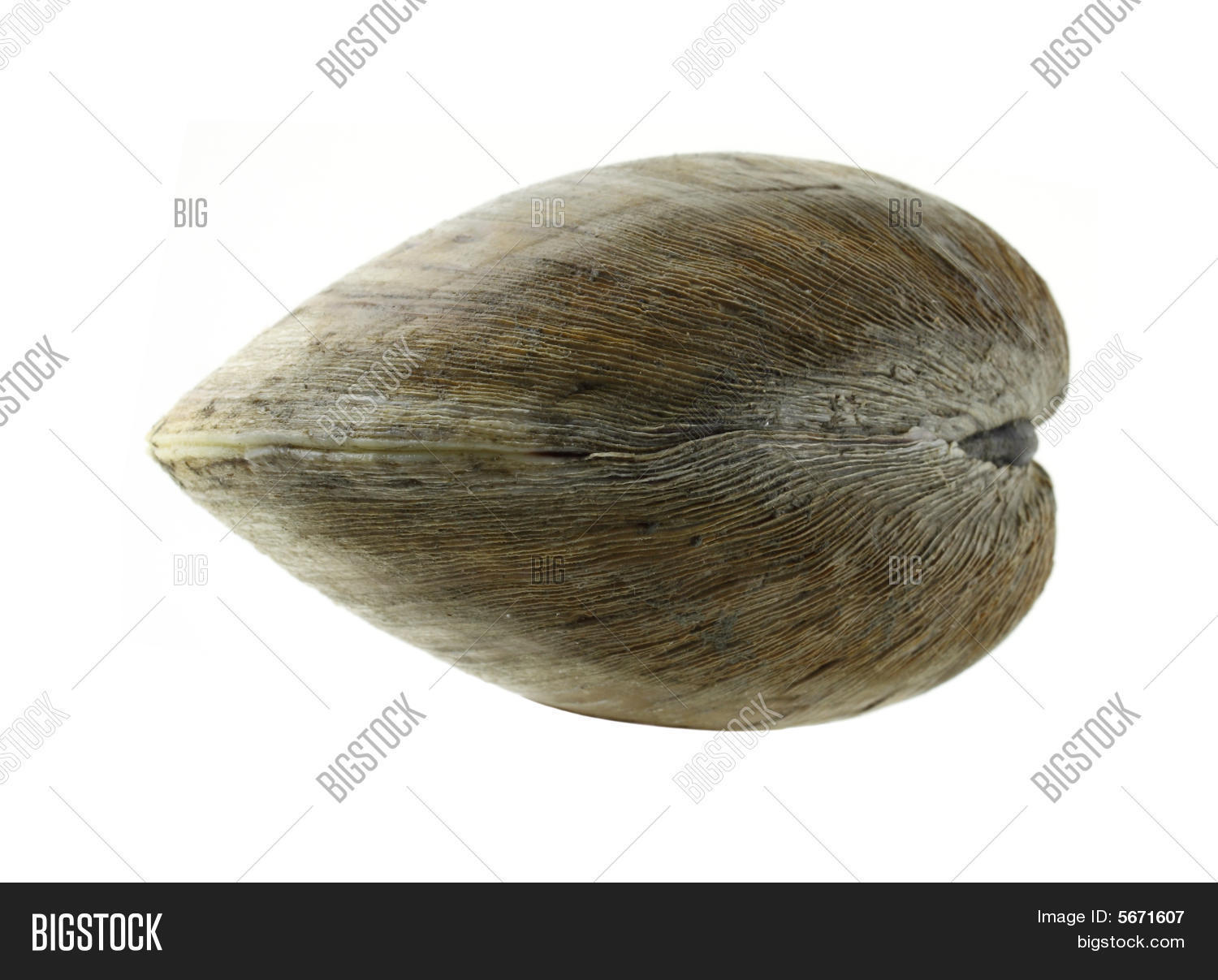 Quahog Clam Image & Photo (Free Trial) | Bigstock