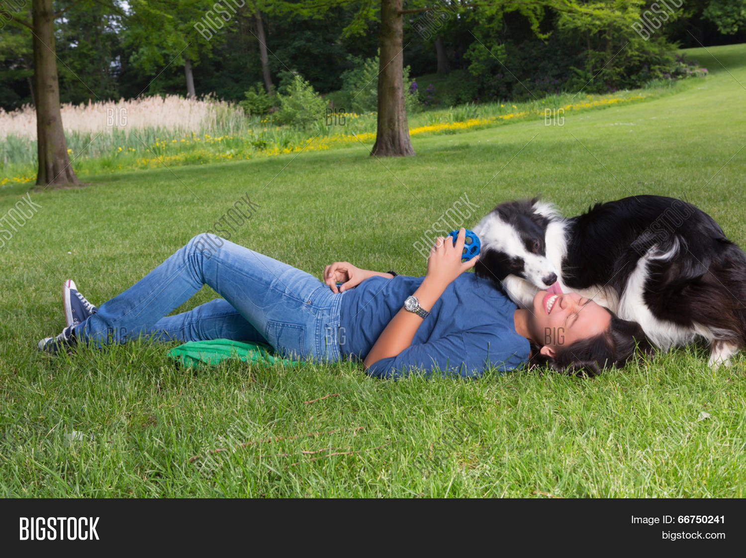 Loving Border Collie Image & Photo (Free Trial) | Bigstock