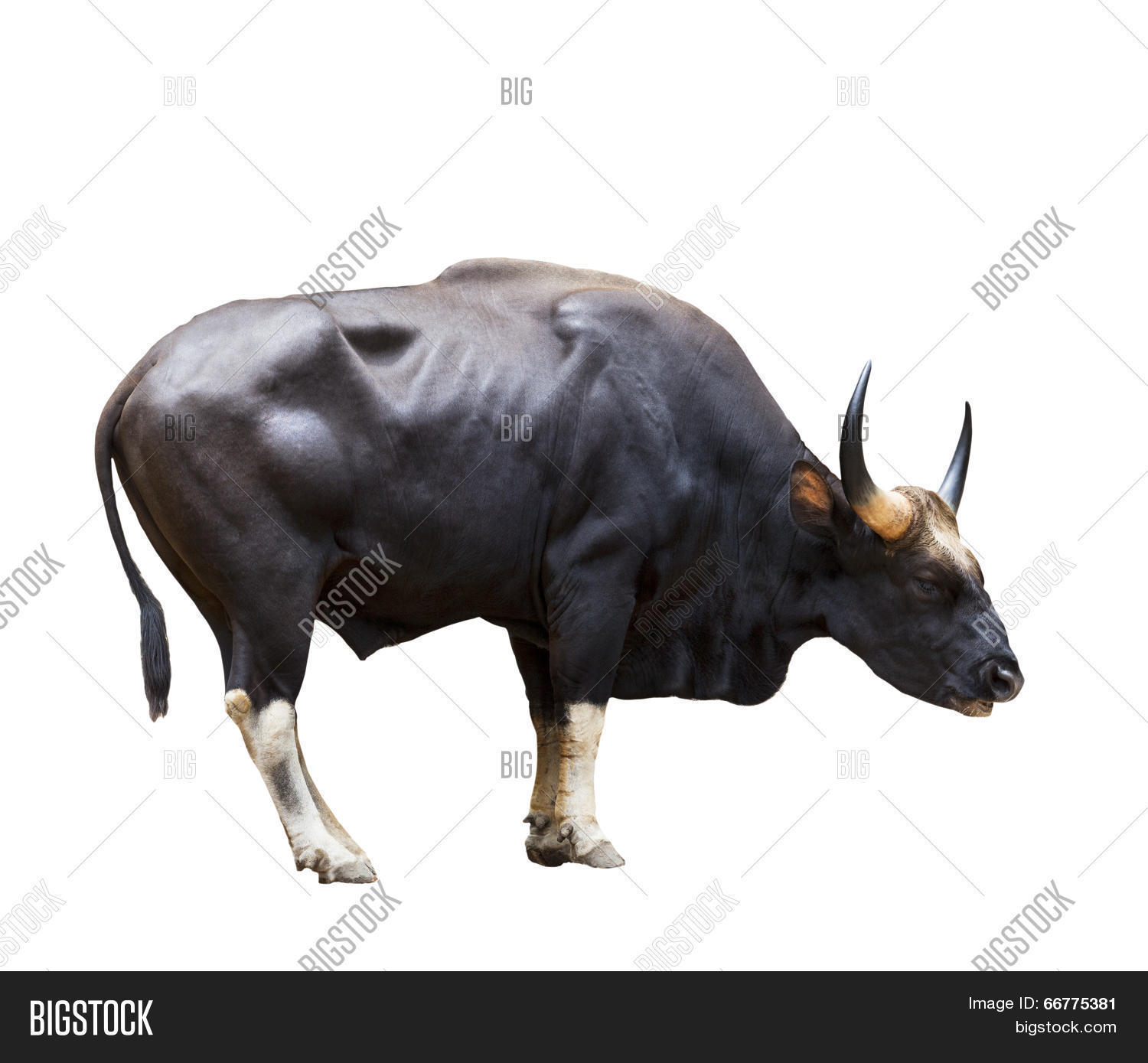 Big Male Guars Image & Photo (Free Trial) | Bigstock