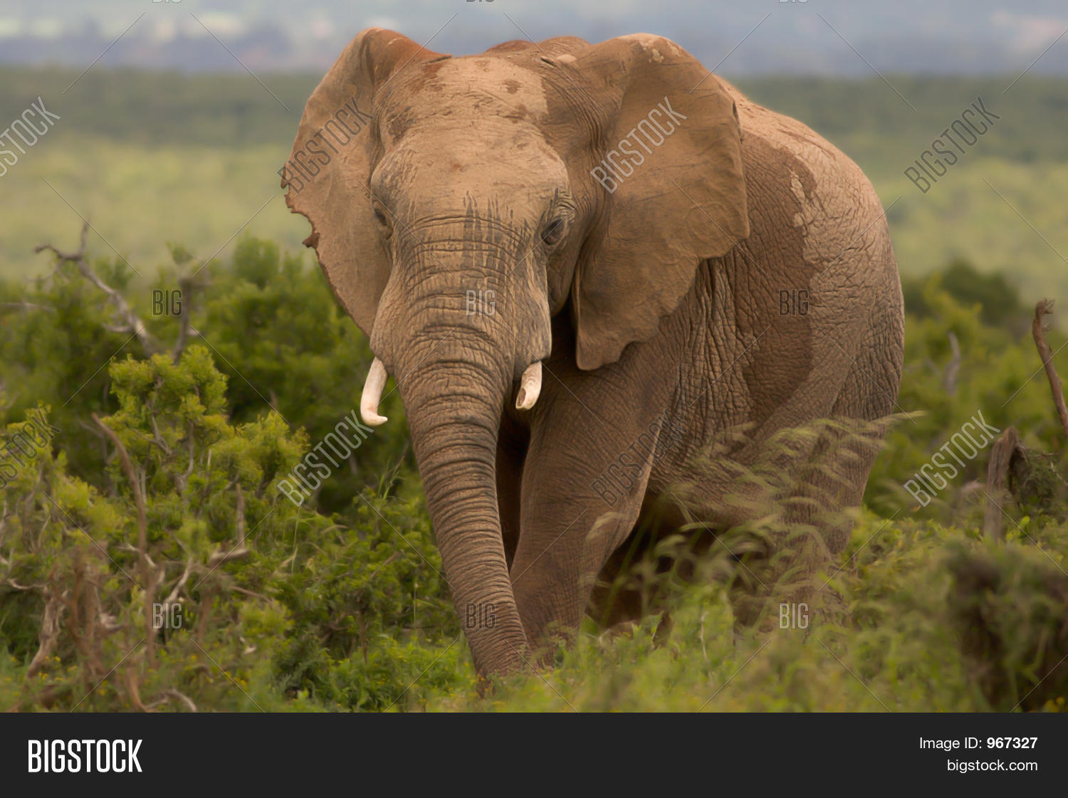 African Elephant Bull Image & Photo (Free Trial) | Bigstock