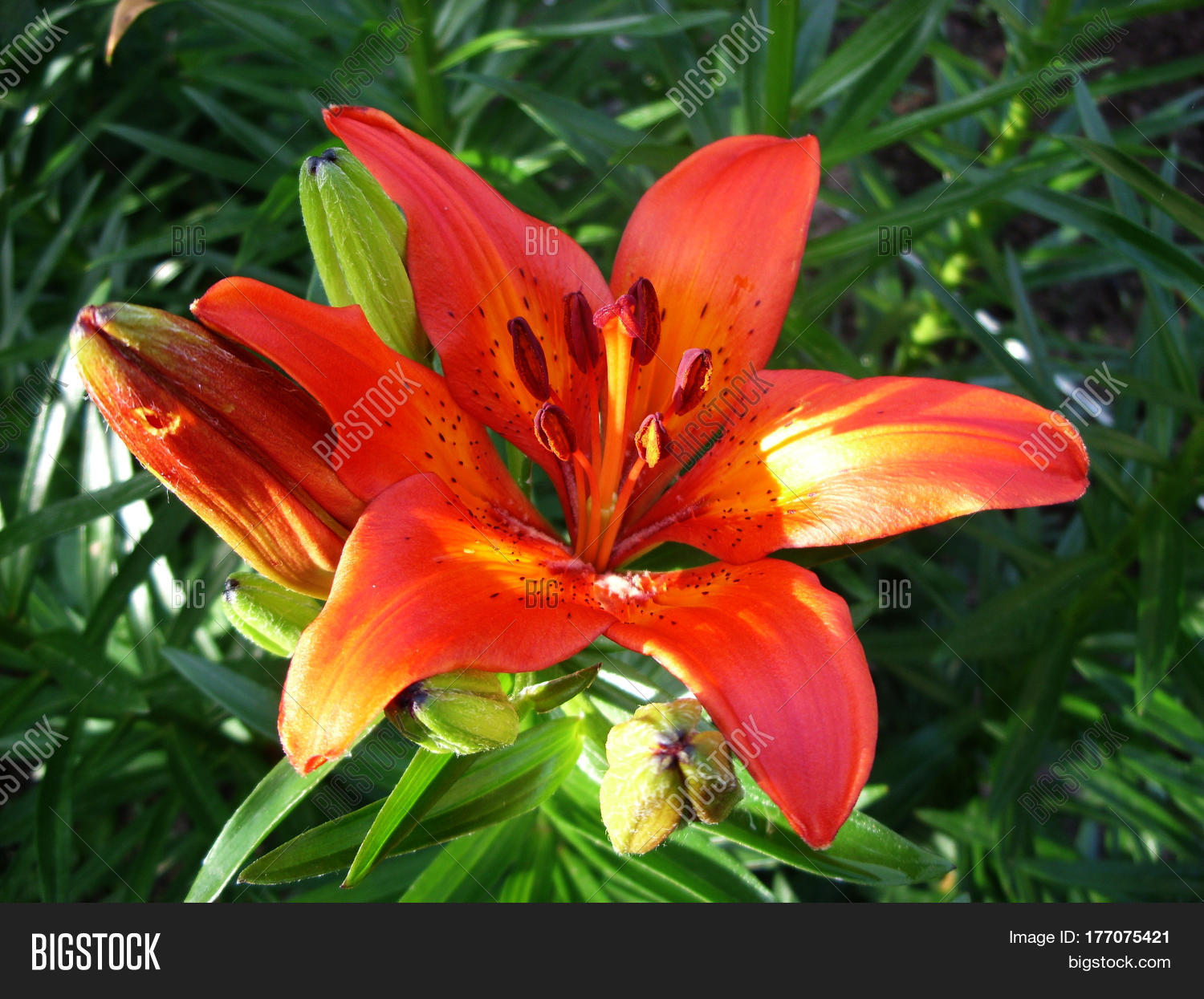 Orange Lily Flowers Image & Photo (Free Trial) | Bigstock