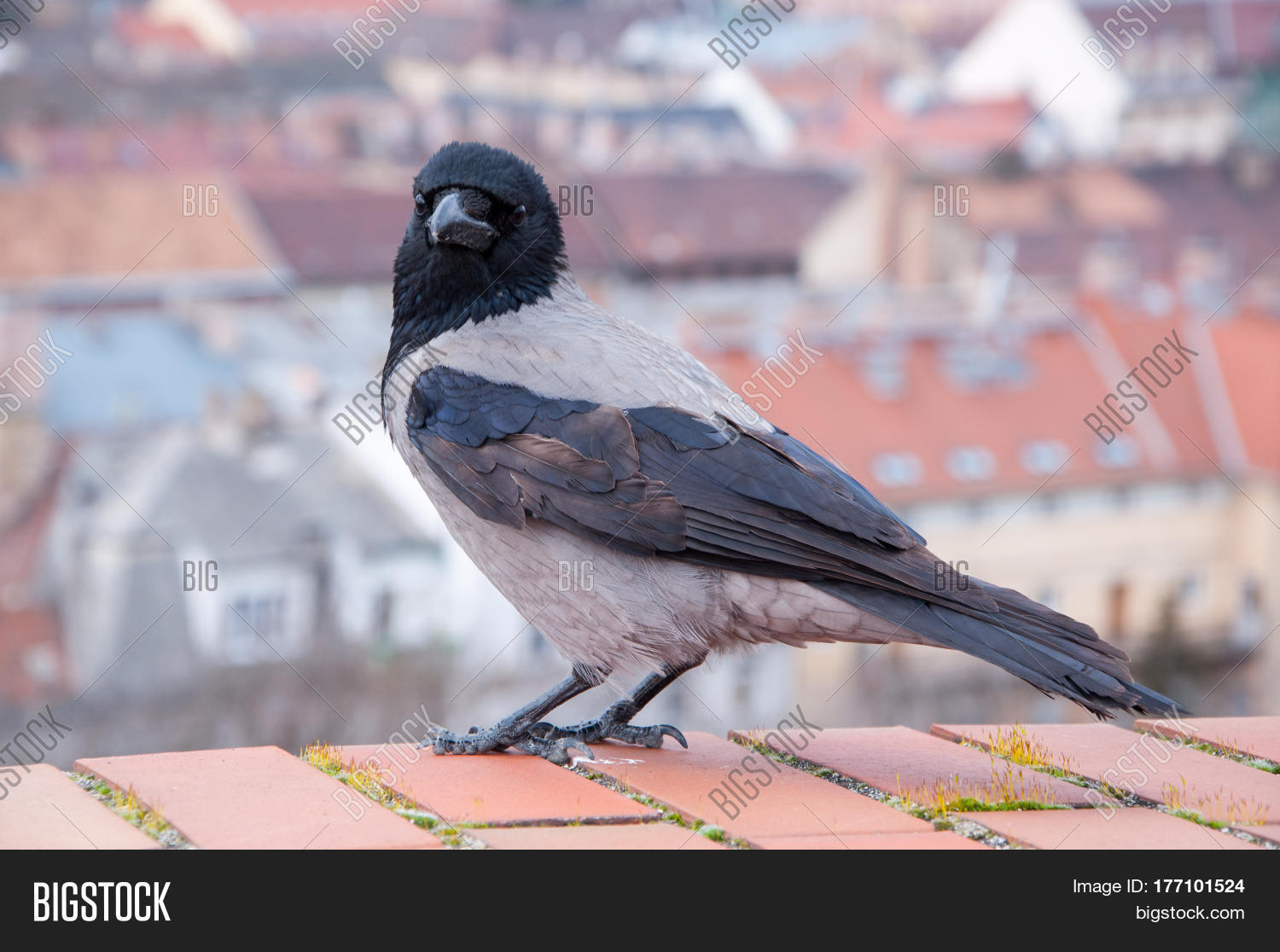 Grey Raven On Image & Photo (Free Trial) | Bigstock