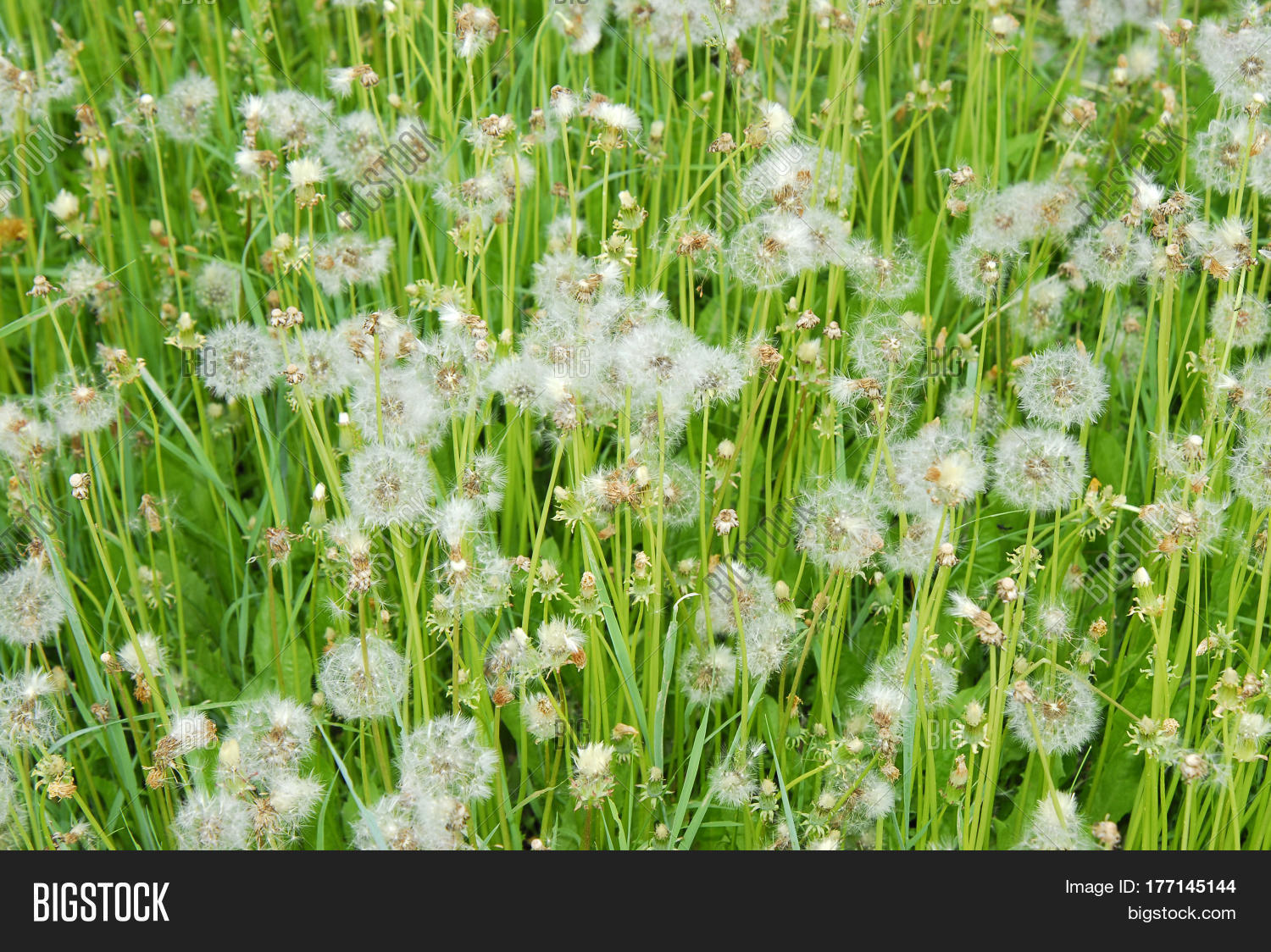 Glade Dandelions Fluff Image & Photo (Free Trial) | Bigstock