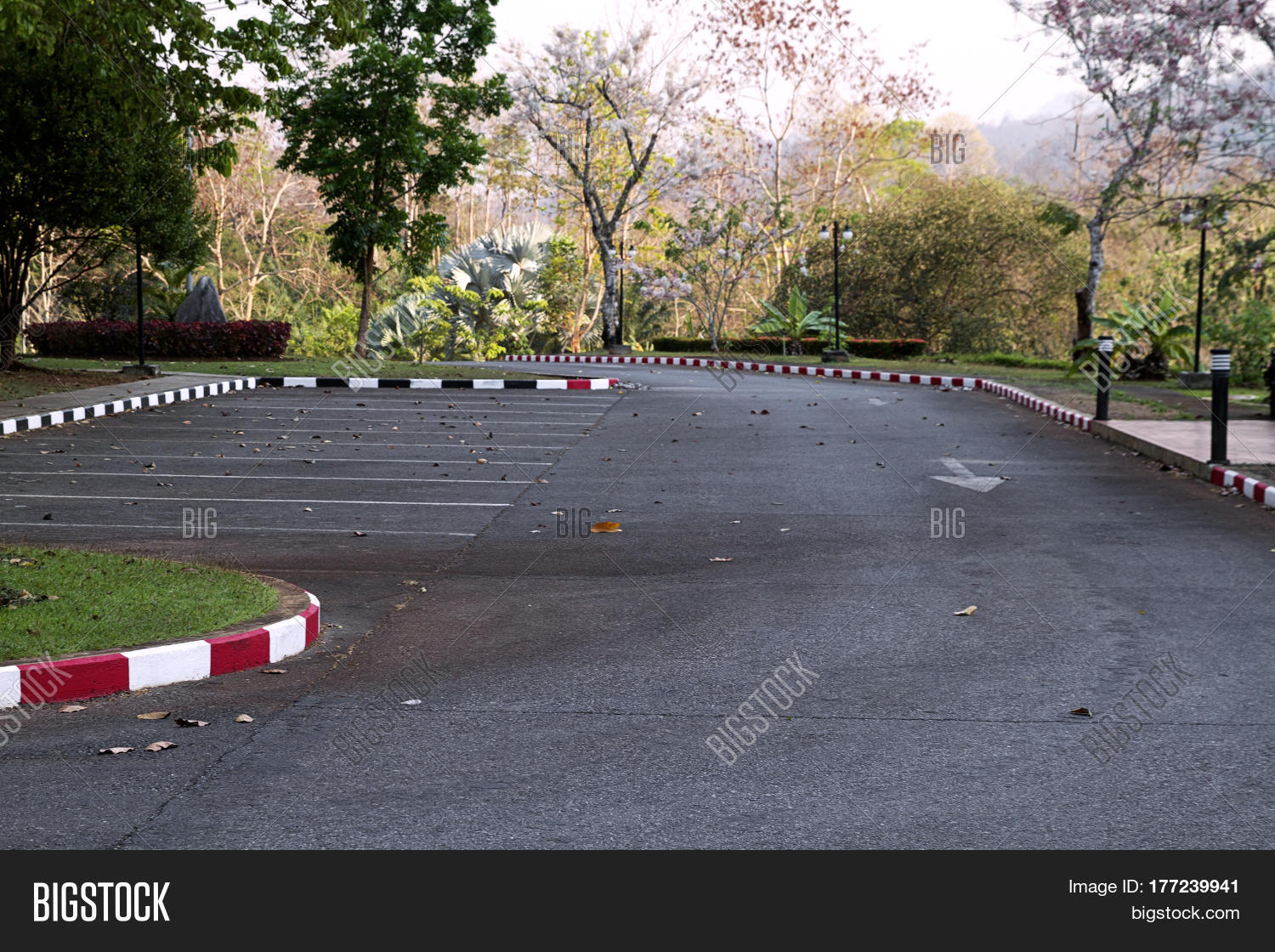 Parking Empty Trees Image & Photo (Free Trial) | Bigstock