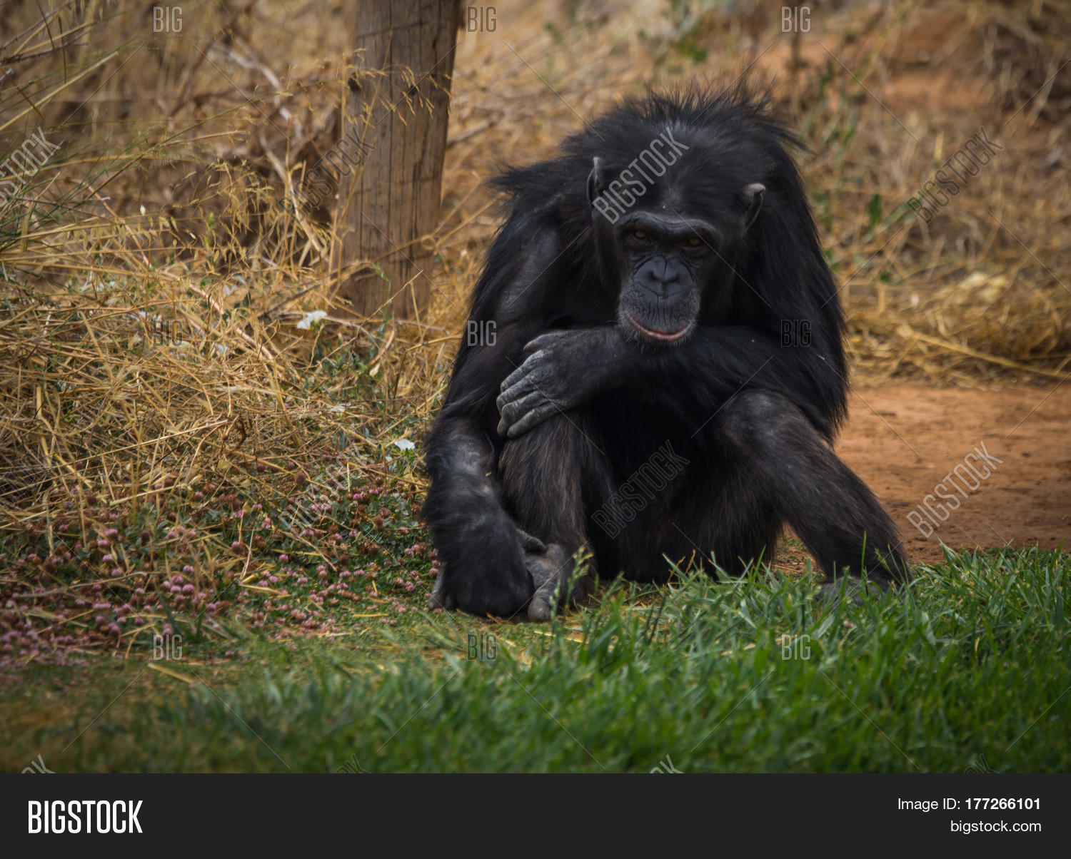 Big Black Chimpanzee Image & Photo (Free Trial) | Bigstock