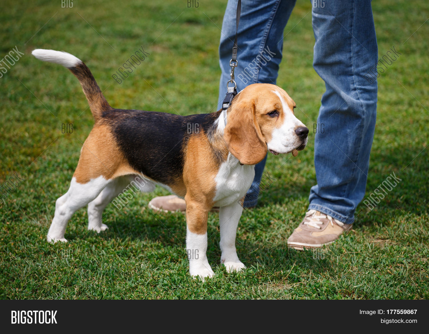 Beagle Puppy Breed Dog Image & Photo (Free Trial) | Bigstock