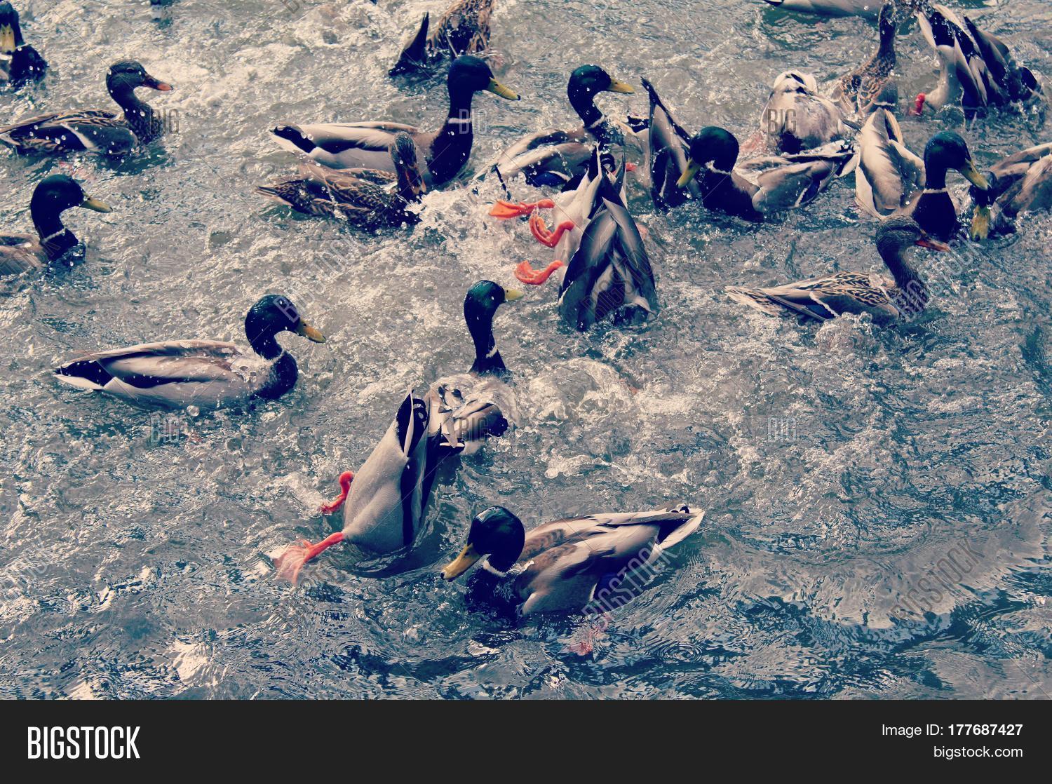 Swimming Diving Ducks Image & Photo (Free Trial) | Bigstock