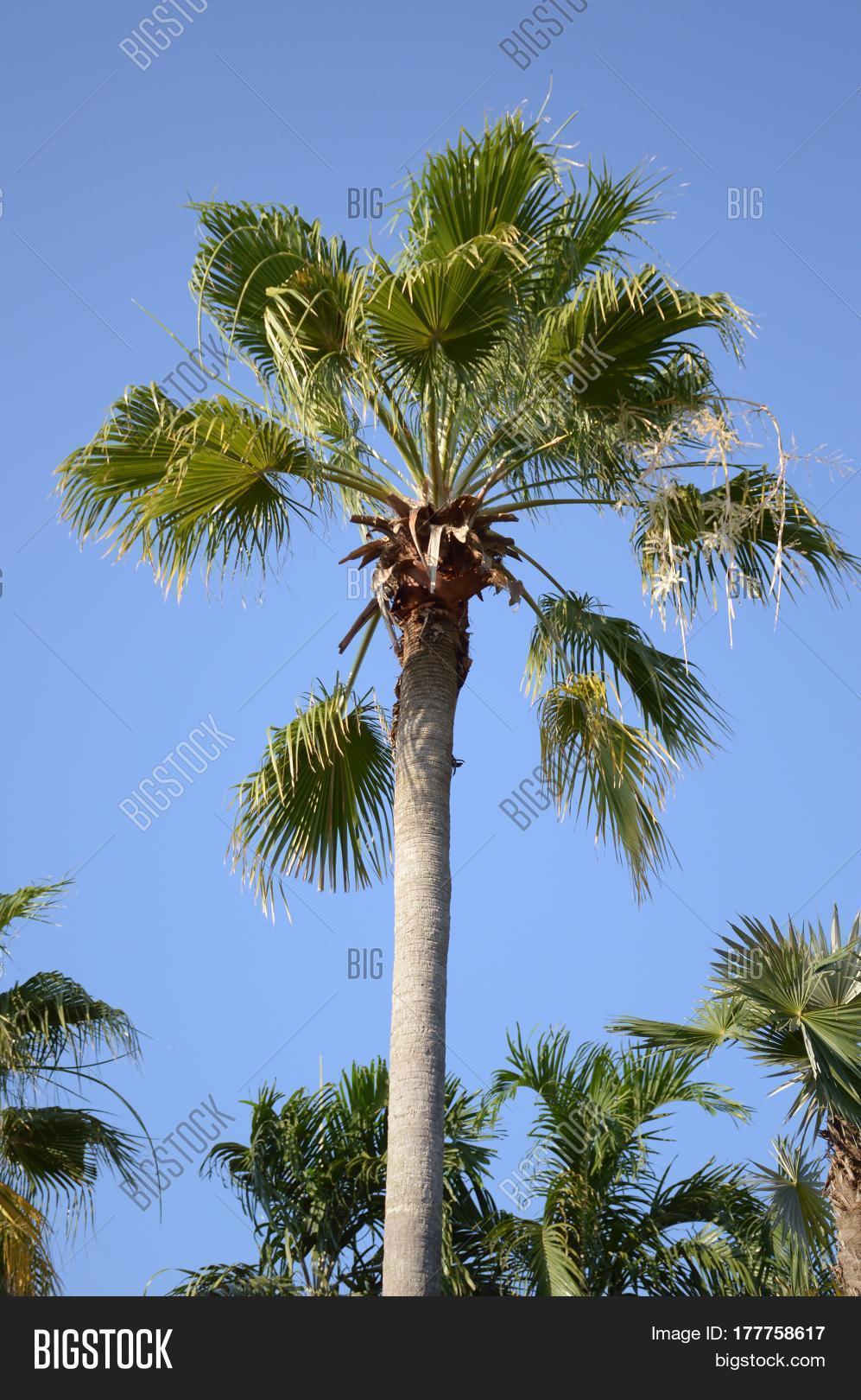 Fresh Areca Catechu Image & Photo (Free Trial) | Bigstock