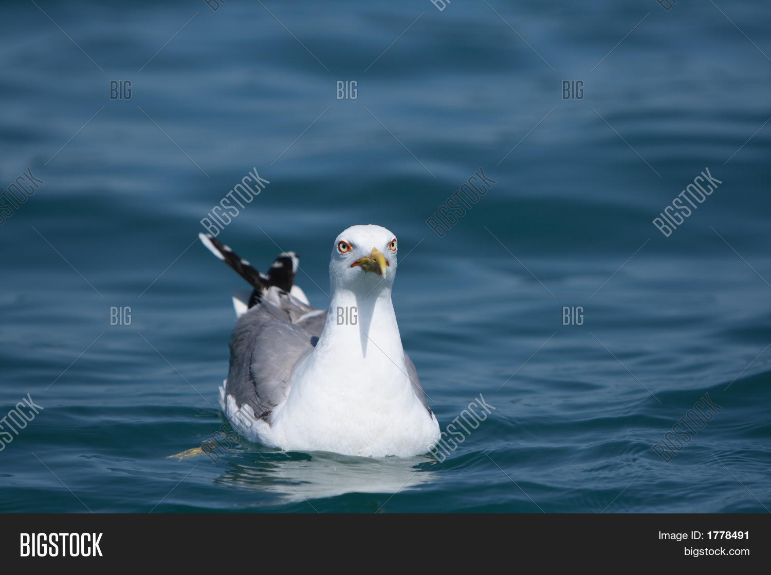 Segull On Sea Image & Photo (Free Trial) | Bigstock