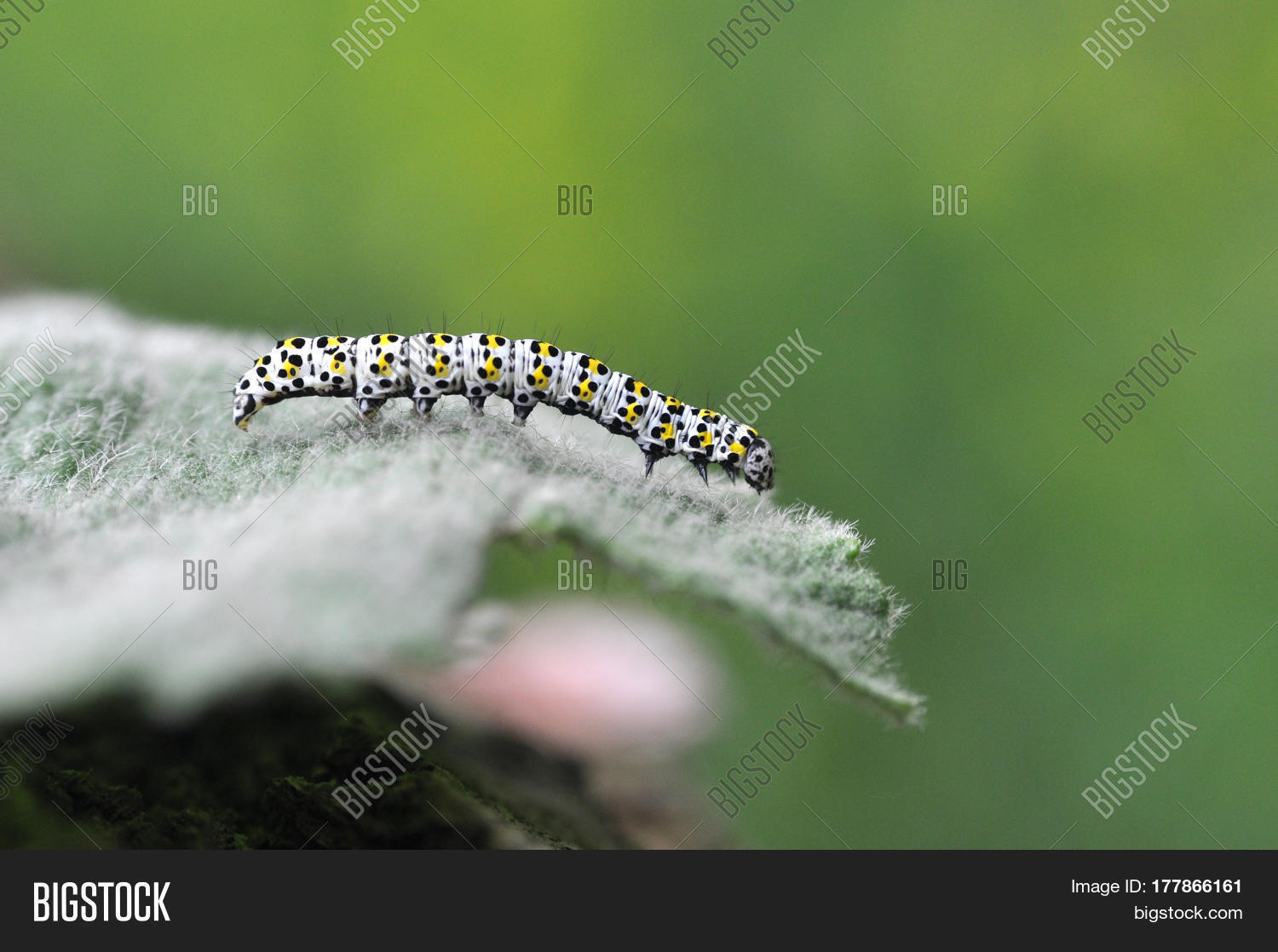 Mullein Moth (Cucullia Image & Photo (Free Trial) | Bigstock