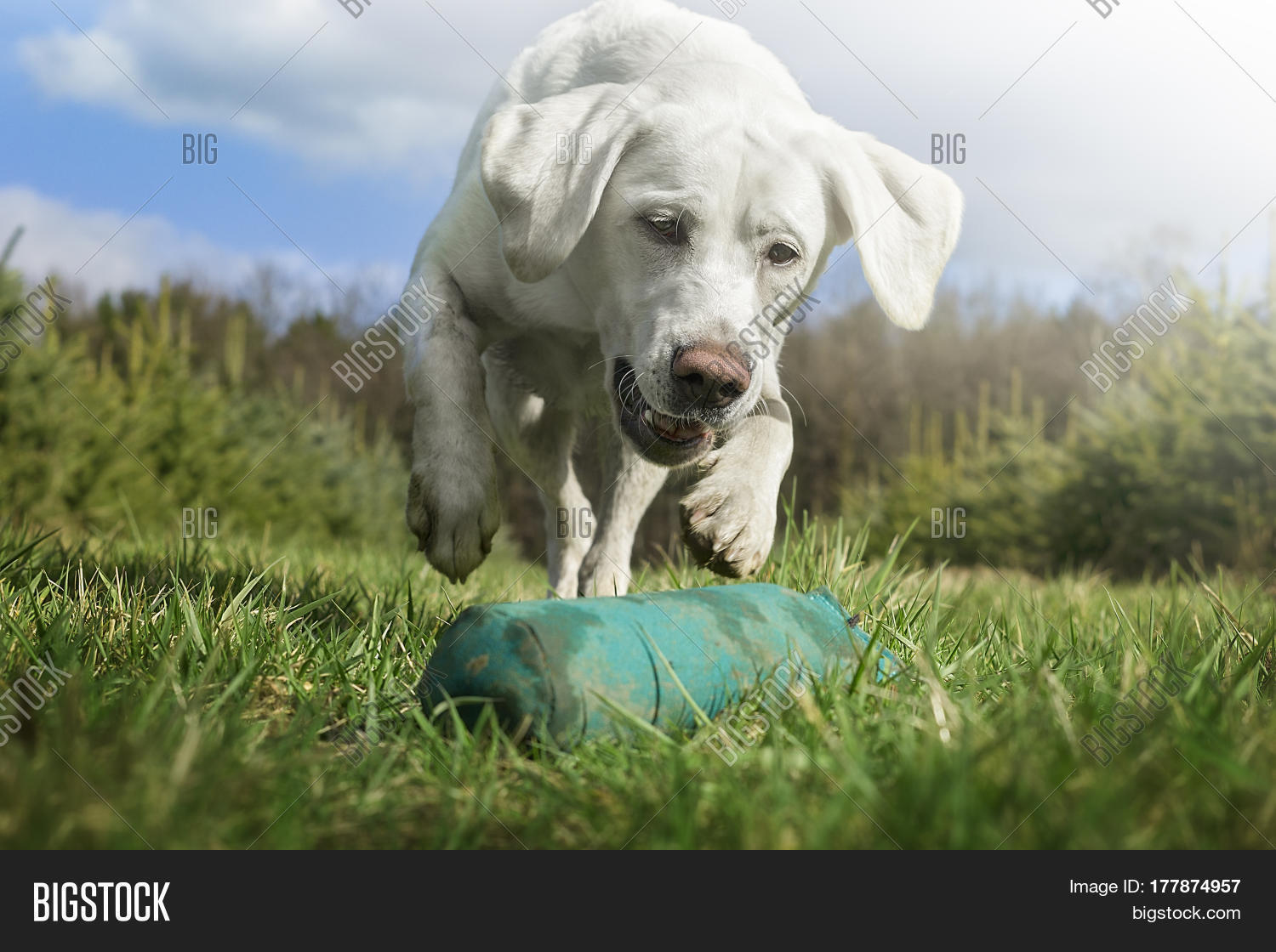 White Labrador Image & Photo (Free Trial) | Bigstock