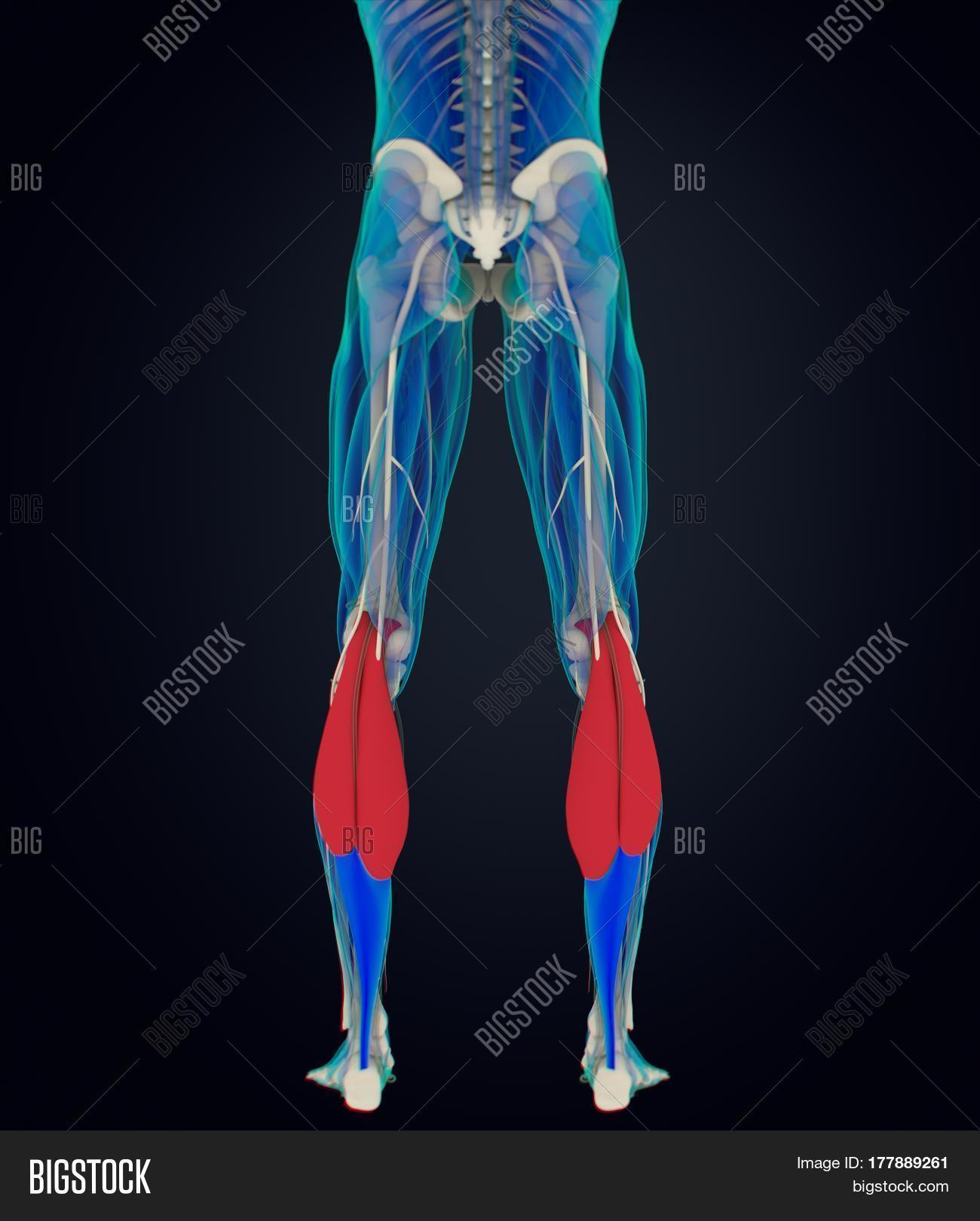 Calf Muscles, Human Image & Photo (Free Trial) | Bigstock