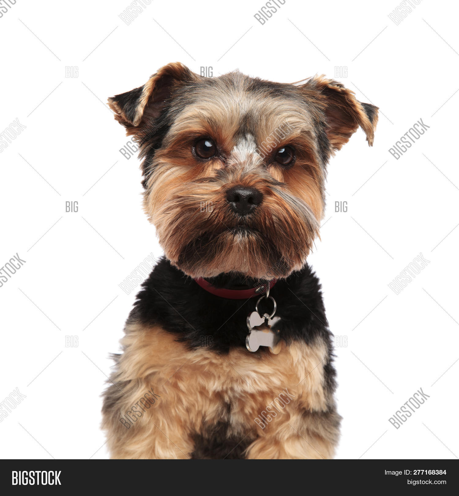 Close Adorable Yorkie Image & Photo (Free Trial) | Bigstock